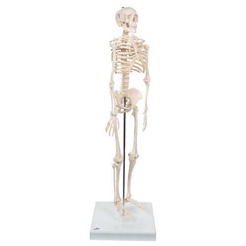 3B Scientific Mini 31" Human Skeleton Anatomy Model | Anatomy Warehouse