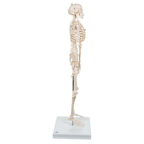 3B Scientific Mini 31" Human Skeleton Anatomy Model | Anatomy Warehouse