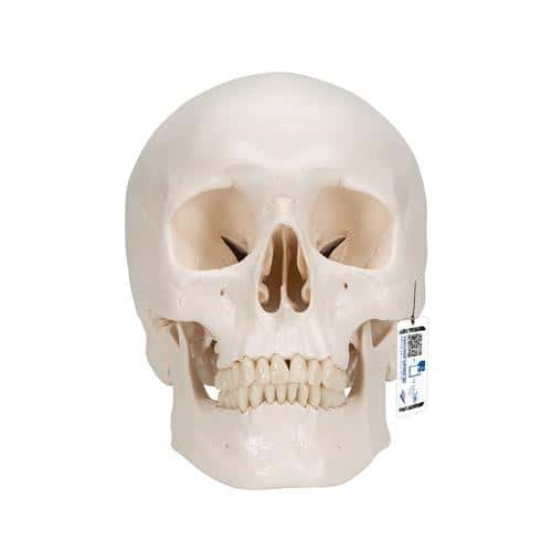3B Scientific Classic Human Skull Anatomy Model (3 Parts) | Anatomy ...