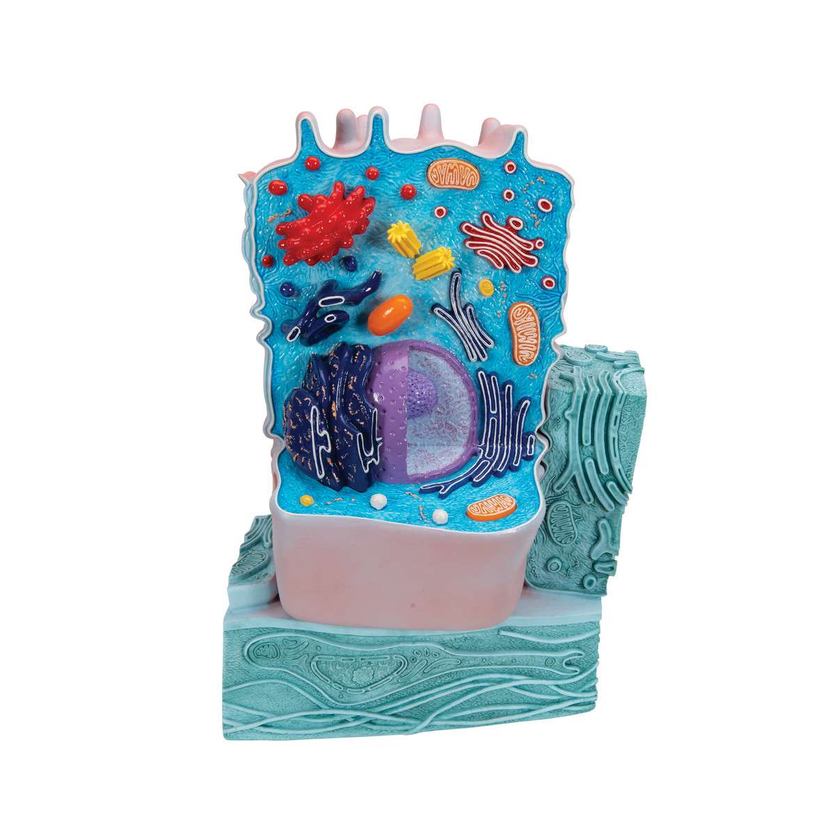 3B Scientific Animal Cell Structure Model | Anatomy Warehouse