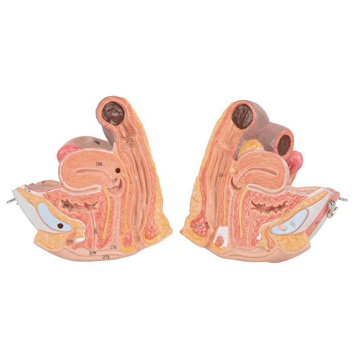 3B Scientific Female Muscular Figure Anatomy Model | Anatomy Warehouse