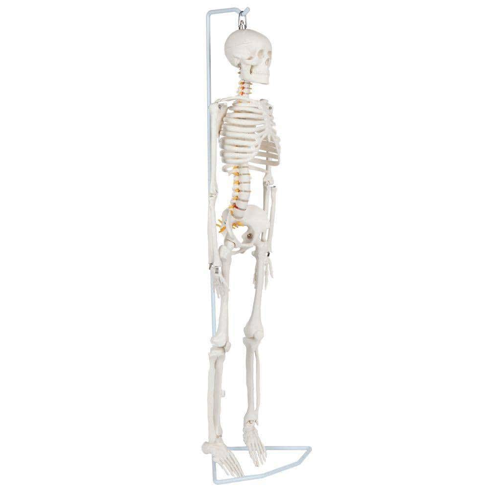 Anatomy Lab Essential Mini 35" Skeleton | Anatomy Warehouse