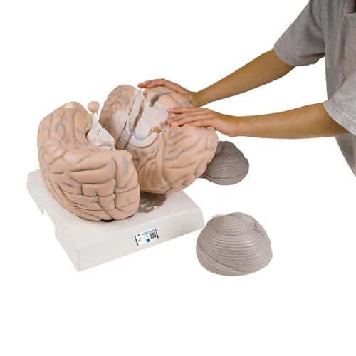 Denoyer-Geppert Giant 4 Part Brain Anatomy Model | Anatomy Warehouse