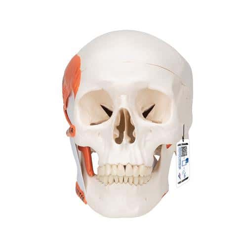 3B Scientific Functional Human Skull Anatomy Model (2 Parts) | Anatomy ...