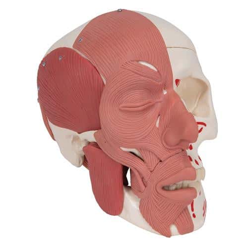 3B Scientific Human Skull with Facial Muscles | Anatomy Warehouse