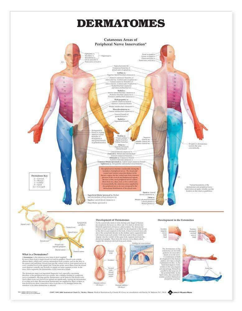 Anatomical Chart Company Dermatomes Laminated Anatomical Chart ...