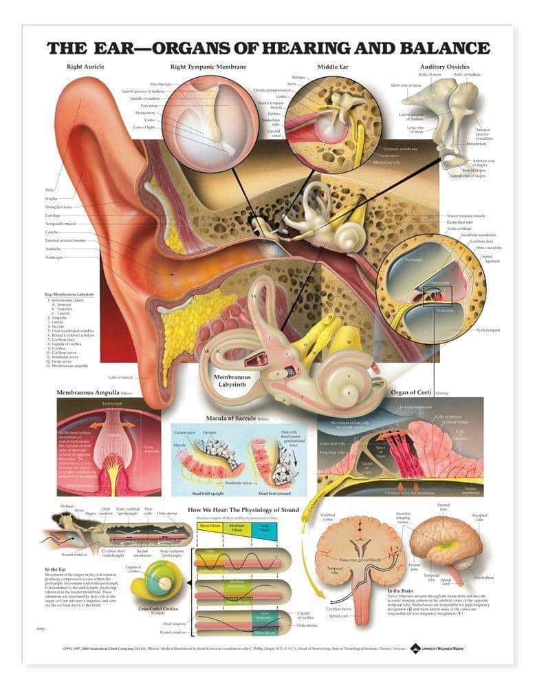 Anatomical Chart Company The Ear Organs Of Hearing and Balance ...