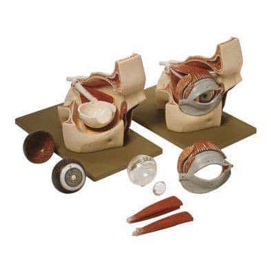 SOMSO Complete Digestive System Model - 2/3 Life Size | Anatomy Warehouse