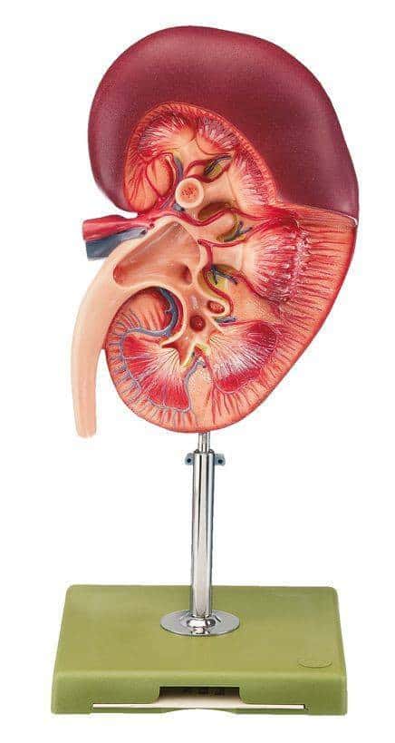 SOMSO Male Muscle Figure - 1/4 Life Size | Anatomy Warehouse