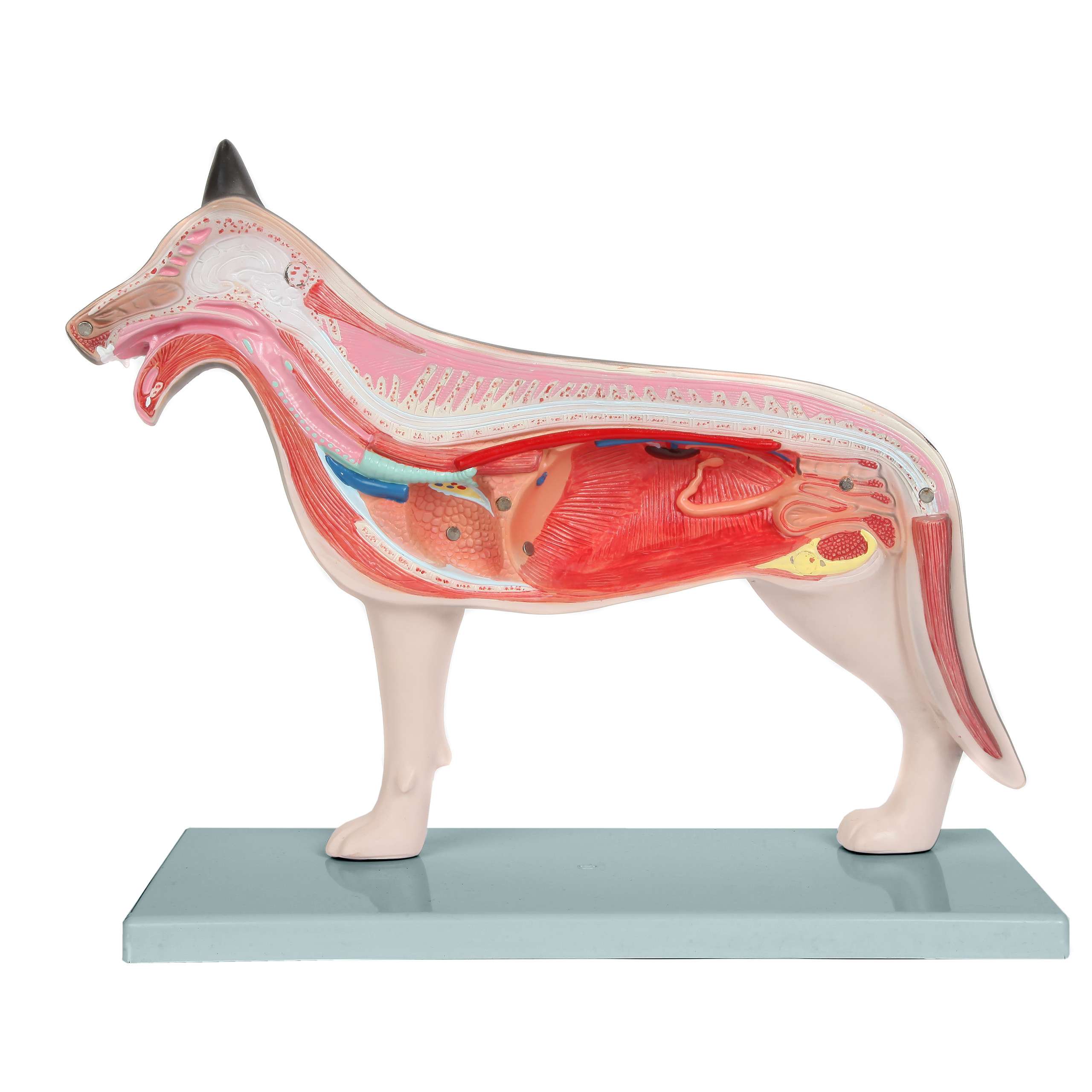 Anatomy Lab Domestic Canine (Canis lupus familiaris) Anatomy Model ...