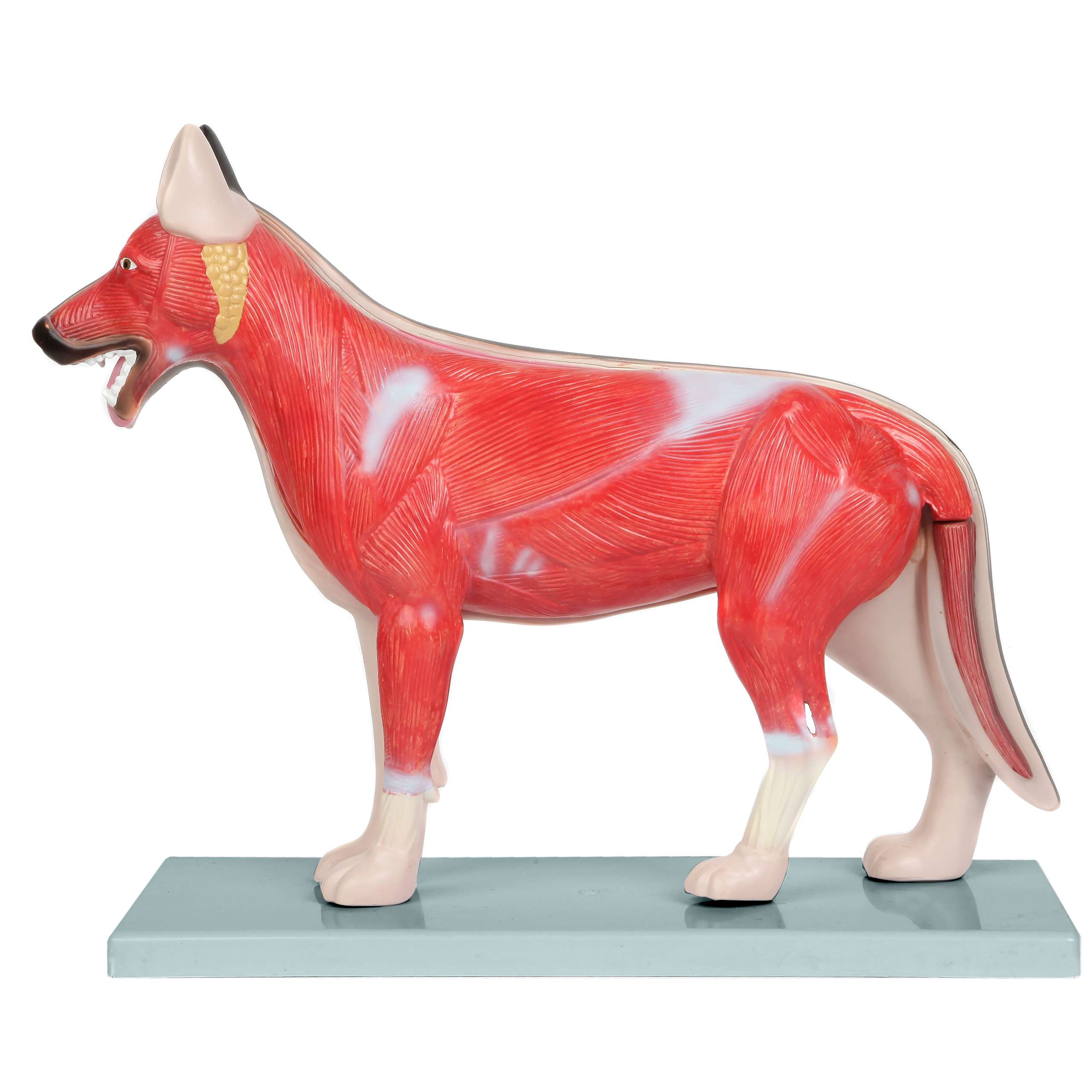 GPI Anatomicals Canine Jaw Anatomy Model | Anatomy Warehouse