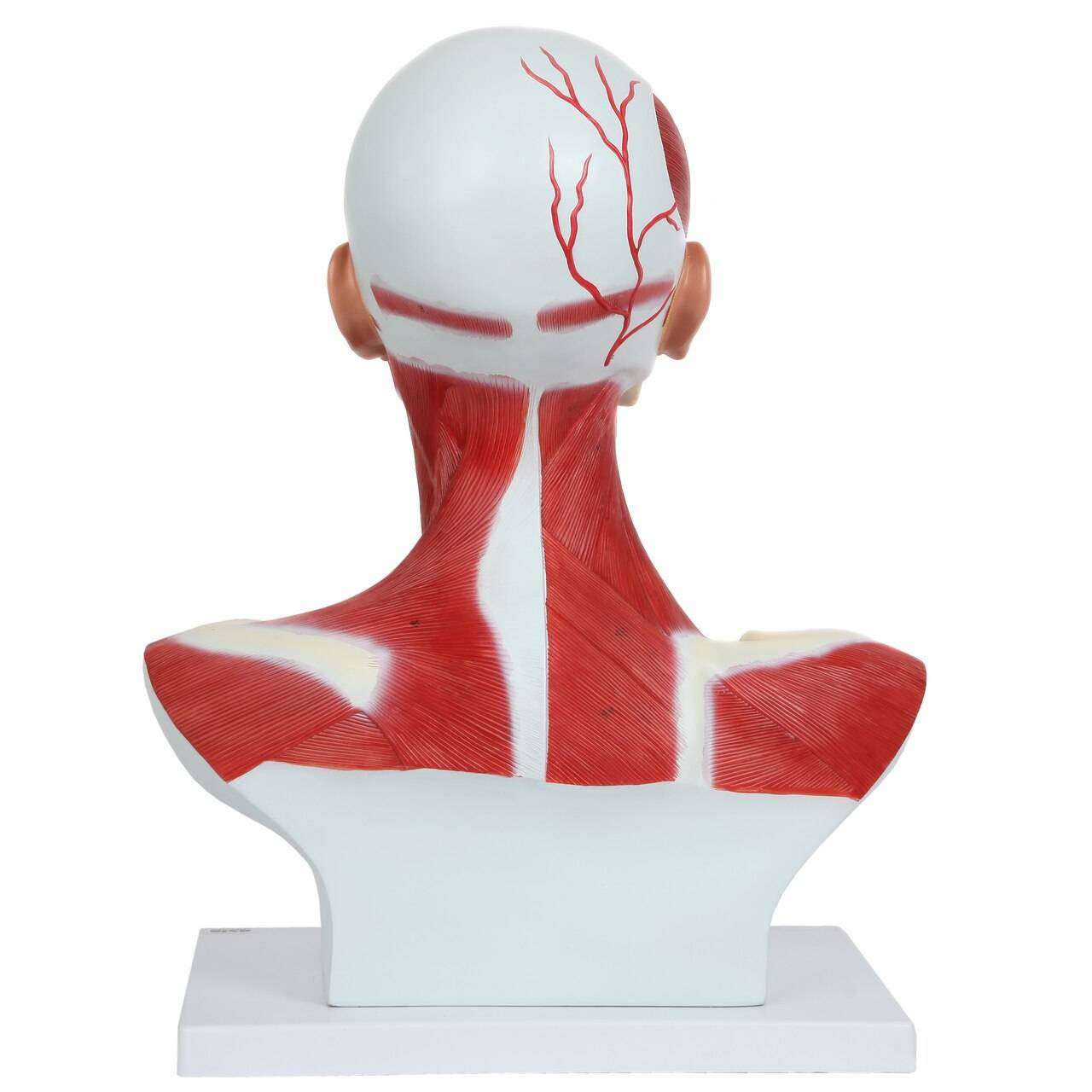 Axis Scientific Complete Human Head and Neck Anatomy Model with ...