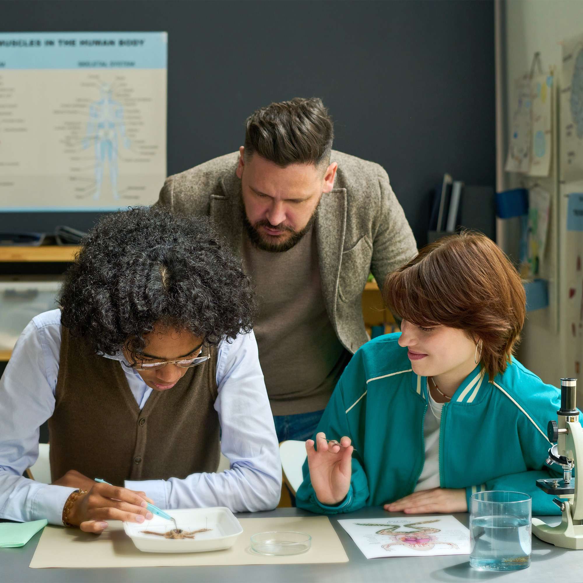 Anatomy Lab Preserved Dogfish Shark Specimen for Dissection, 22-27 ...