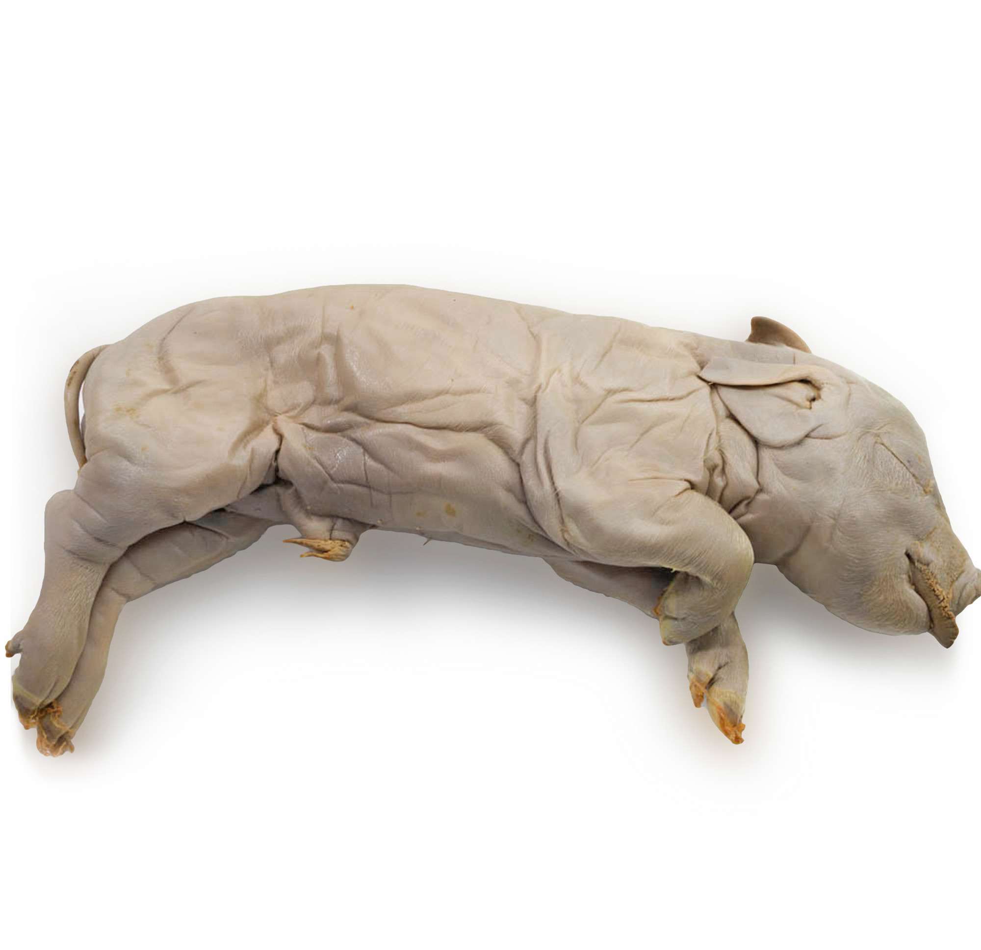 Dissection Specimens & Supplies for Anatomy Education | Anatomy Warehouse