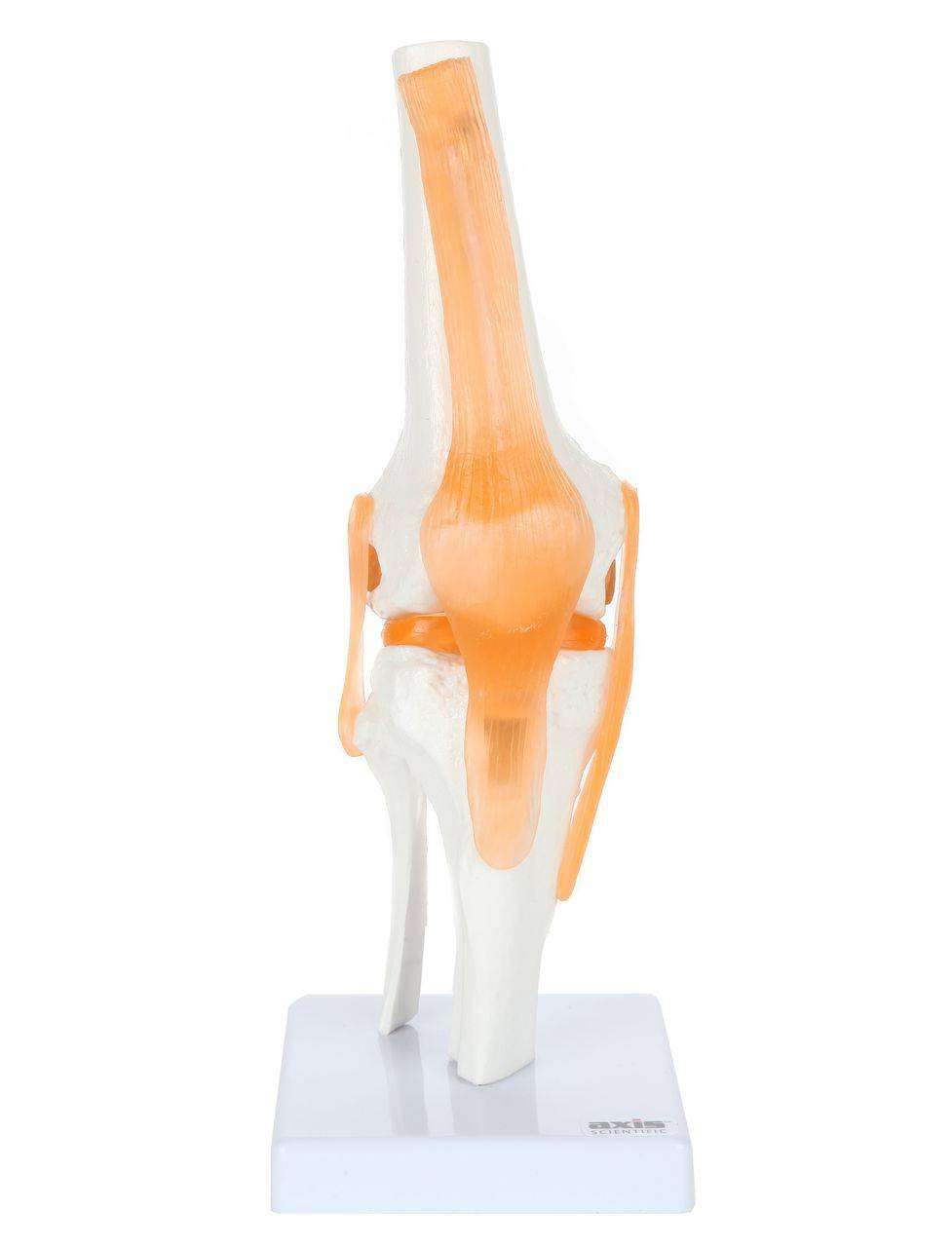 Axis Scientific Human Knee Joint with Functional Ligaments Anatomy ...