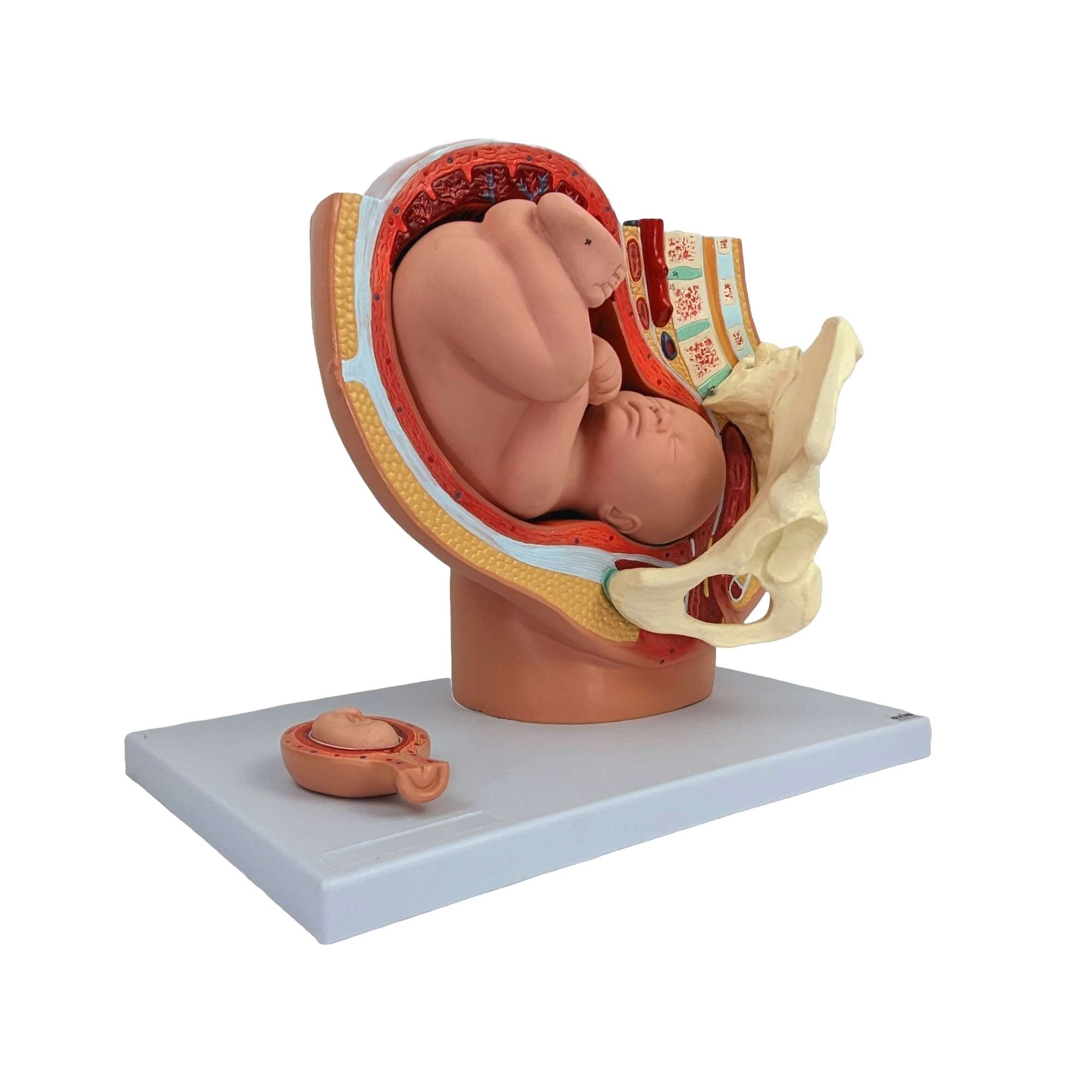 3B Scientific 5-State Human Birth Process Anatomy Model | Anatomy Warehouse