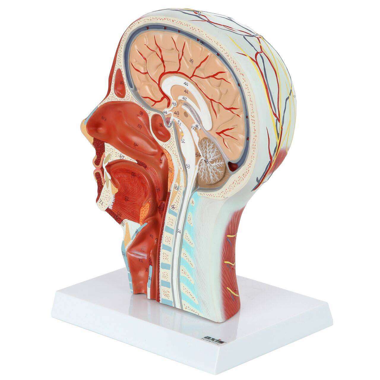 Axis Scientific Half Head with Muscles, Nerves and Vasculature ...
