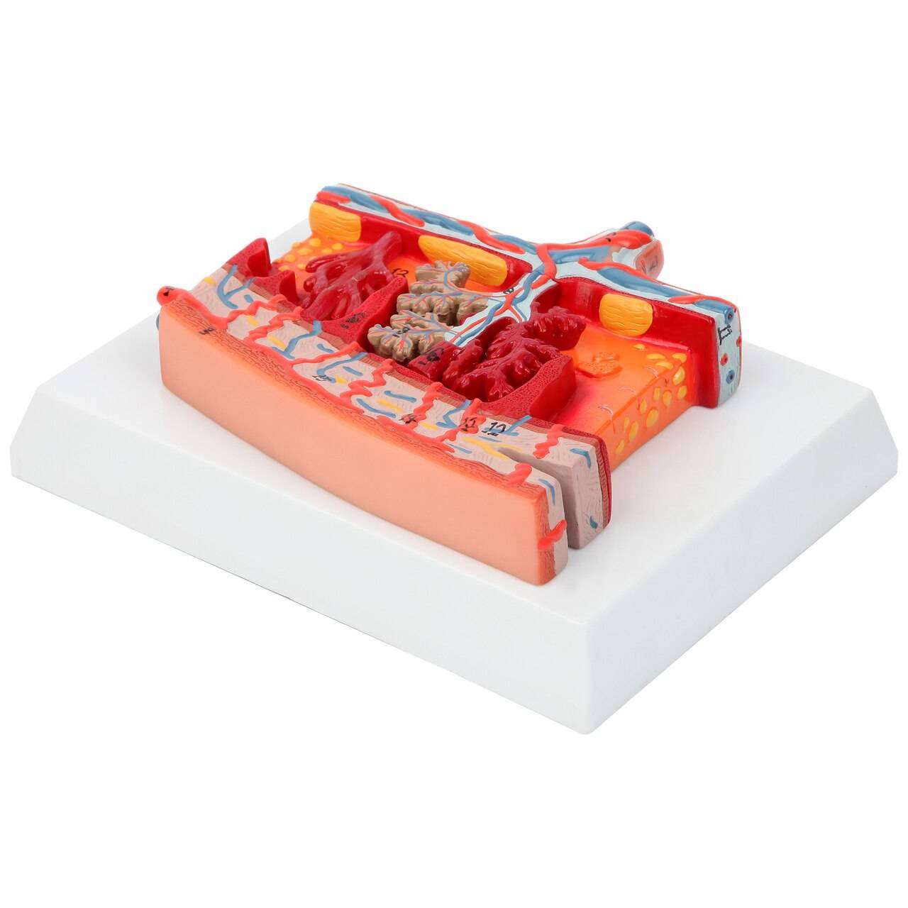 3B Scientific Deluxe Pregnancy Series (9 Models) | Anatomy Warehouse