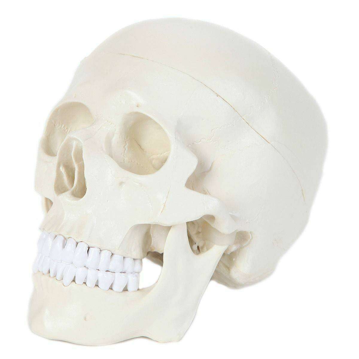 Anatomy Lab Essential Life-Size Skull | Anatomy Warehouse