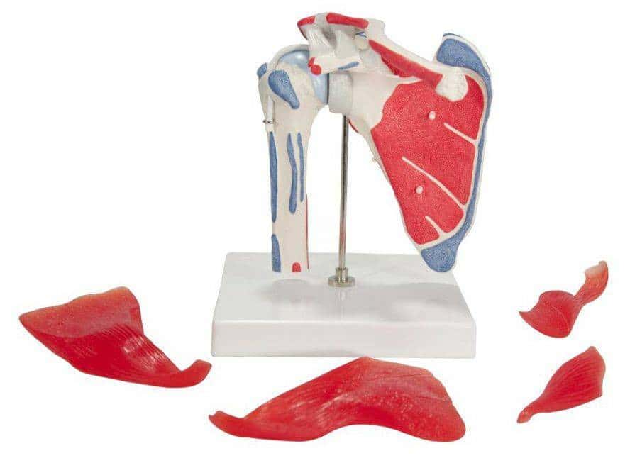 3B Scientific Shoulder Joint Anatomy Model With Rotator Cuff | Anatomy ...