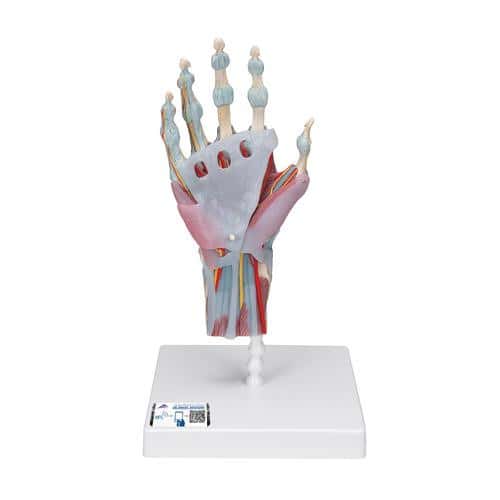 3B Scientific Hand and Lower Forearm Skeleton Anatomy Model With ...