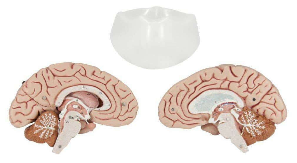 3B Scientific Human Brain Anatomy Model | Anatomy Warehouse