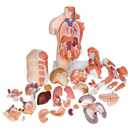 3B Scientific Life-Size Deluxe Human Torso Anatomy Model With Muscles ...
