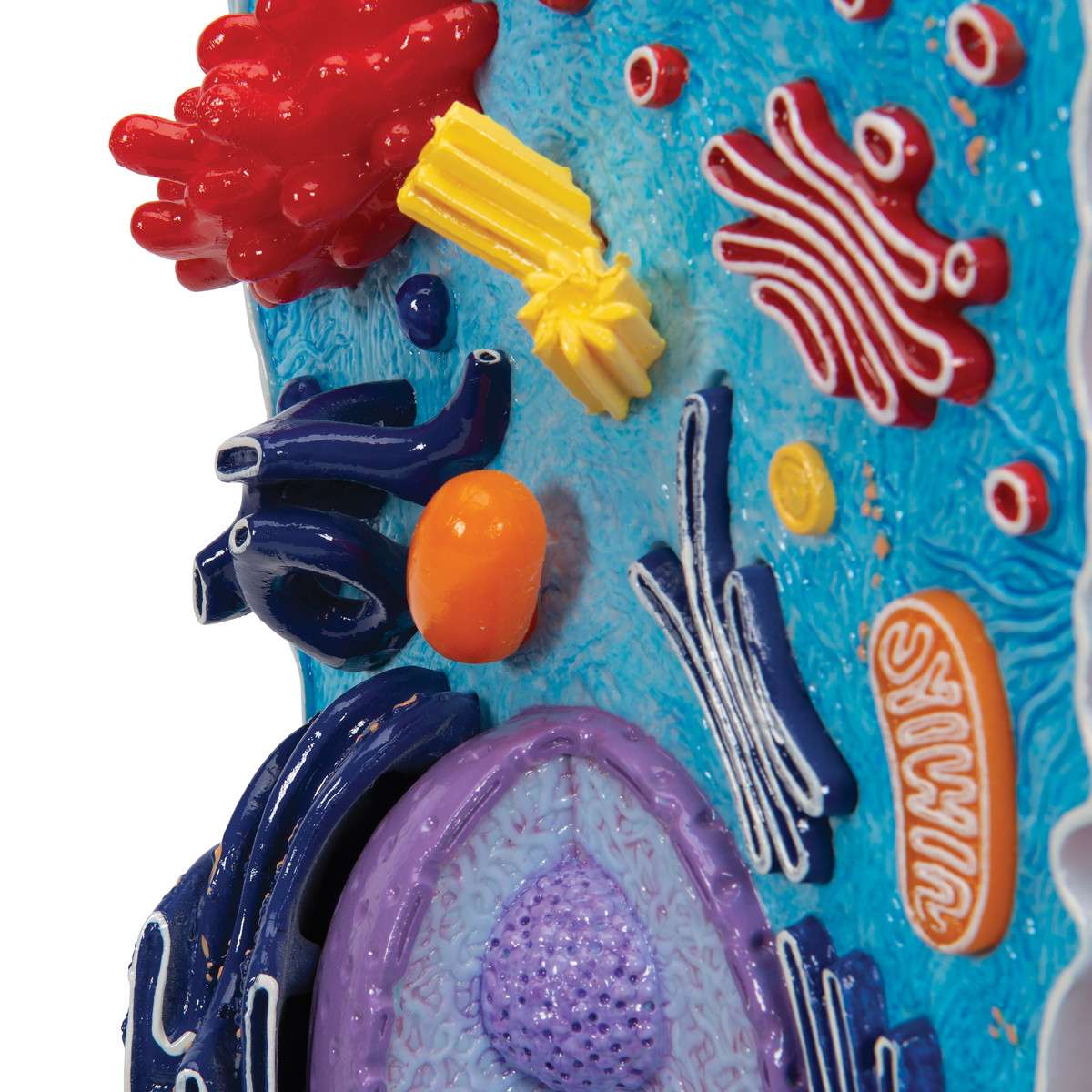 3B Scientific Animal Cell Structure Model | Anatomy Warehouse