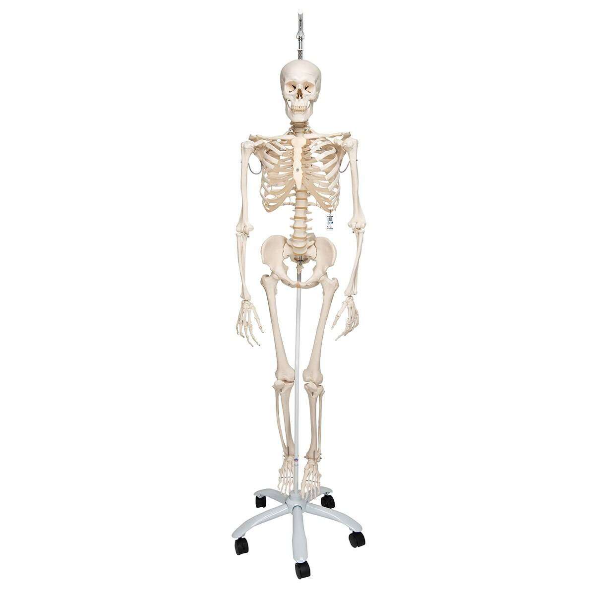 3B Scientific Physiological Skeleton Model - Phil | Anatomy Warehouse