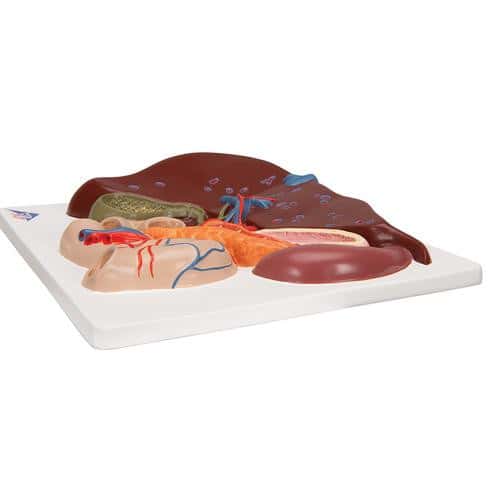 Anatomy Warehouse - Body Parts of the Chest & Abdomen - Liver Models
