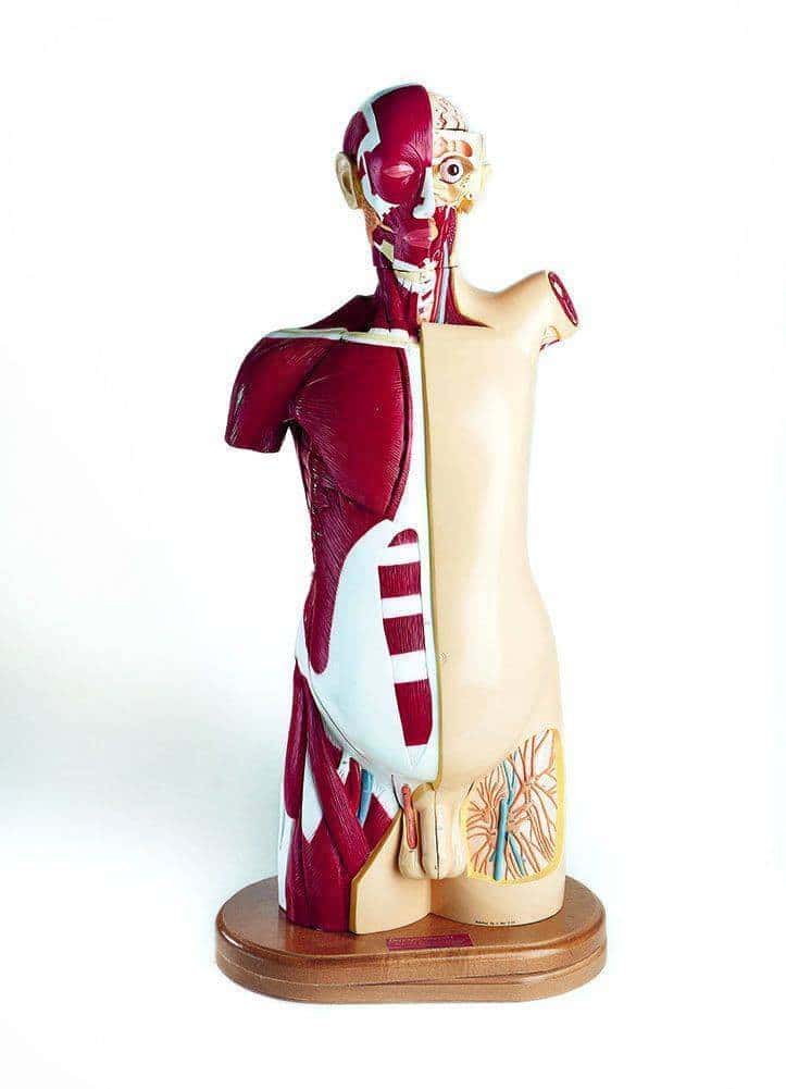 Denoyer-Geppert 23 Part Multi Torso Sexless Configuration Anatomy Model ...