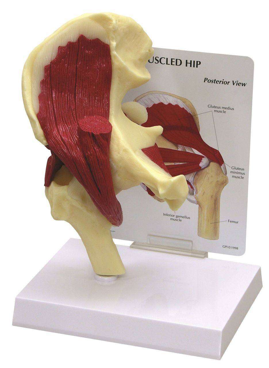 Rudiger Anatomie Hip and Hip Joint Laminated Anatomy Chart | Anatomy ...