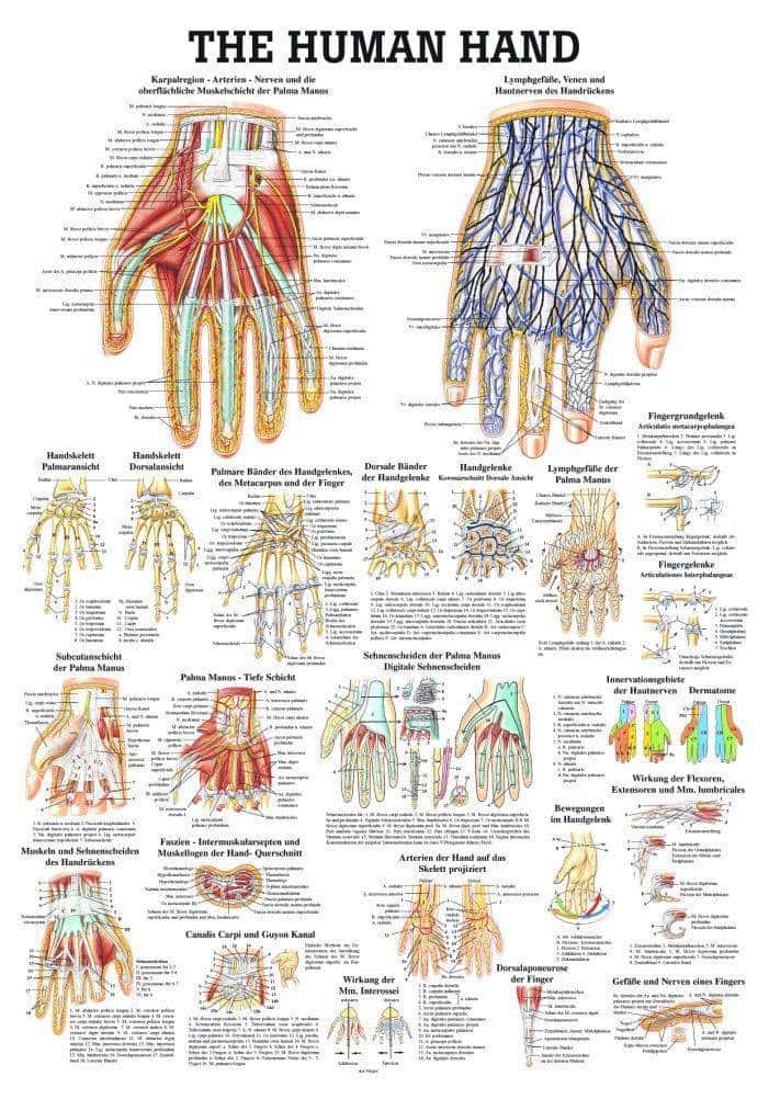 Rudiger Anatomie Healthy and Diseased Hand Laminated Anatomy Chart ...