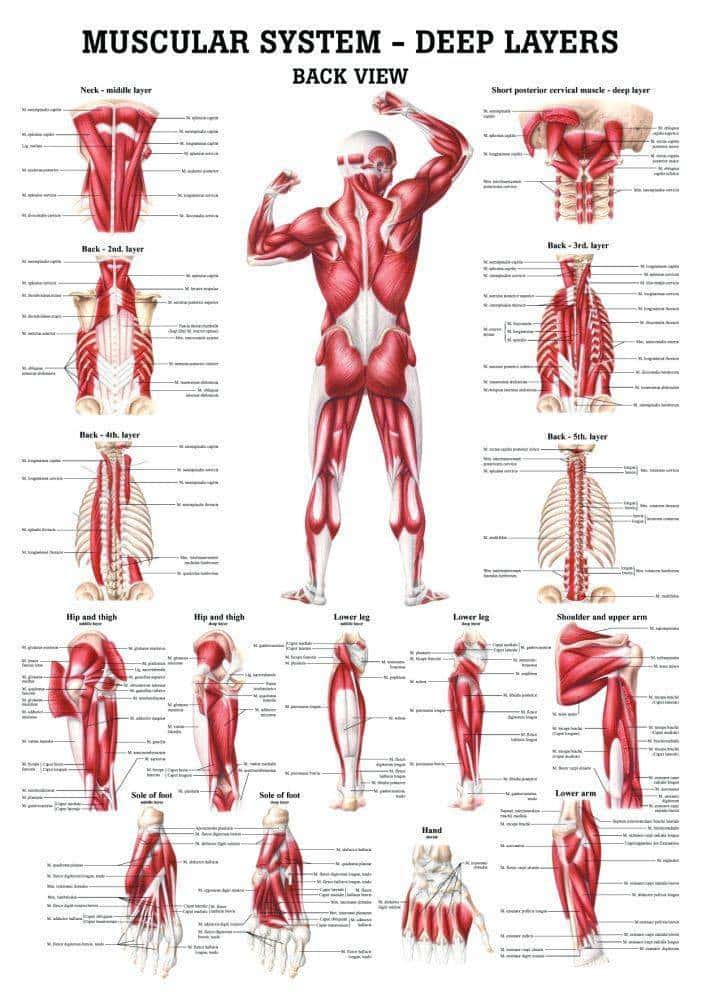 Rudiger Anatomie The Female Muscular System Laminated Anatomy Chart ...