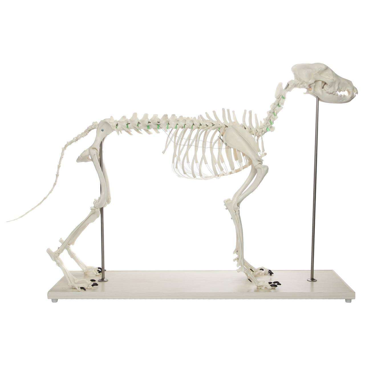 GPI Anatomicals Canine Heart / Lung Anatomy Model | Anatomy Warehouse