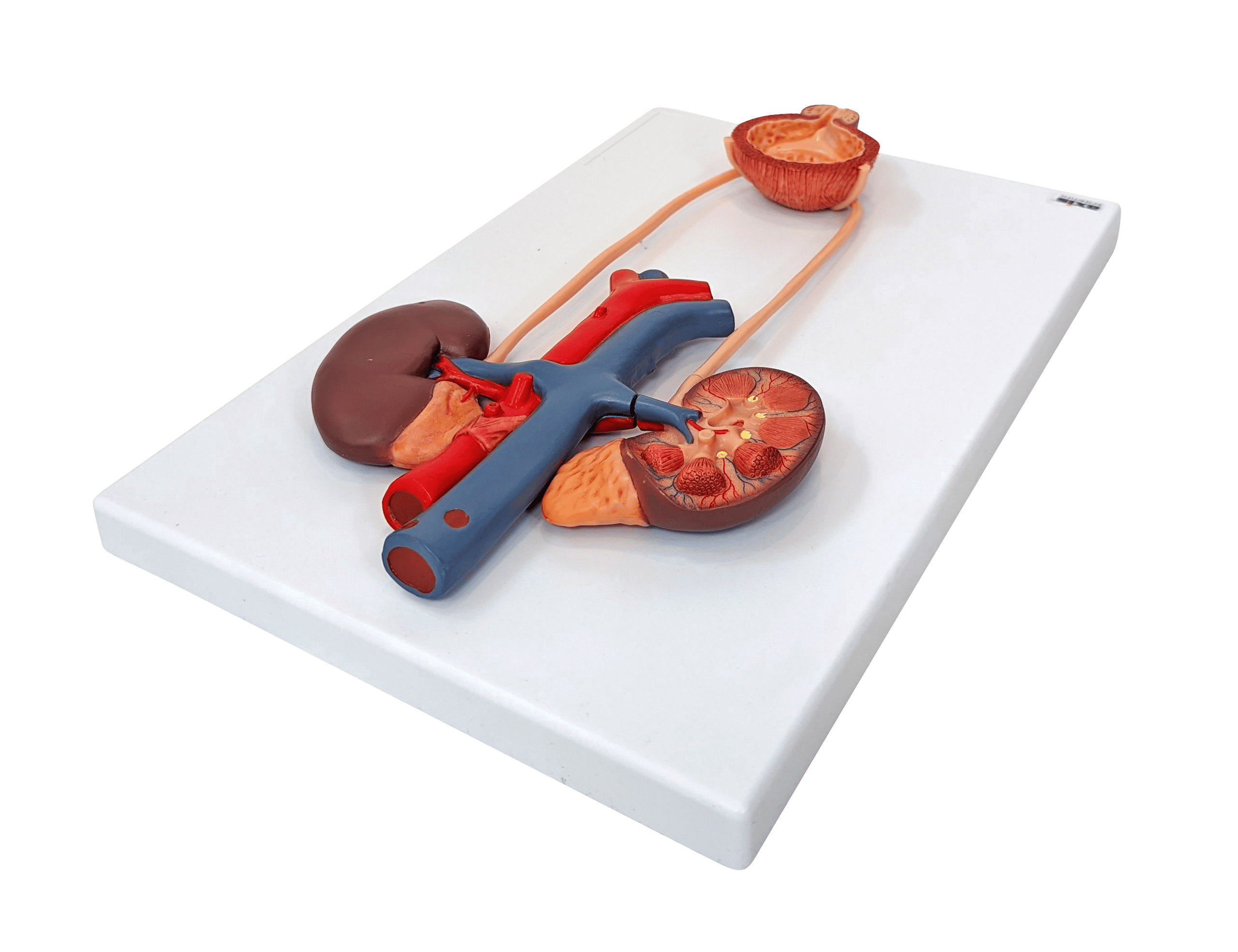 Denoyer-Geppert Free Standing Urinary System Anatomy Model | Anatomy ...