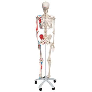 3B Scientific Max The Muscle Skeleton Anatomy Model | Anatomy Warehouse