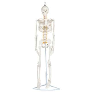 Anatomy Lab Essential Micro 19" Desktop Skeleton | Anatomy Warehouse