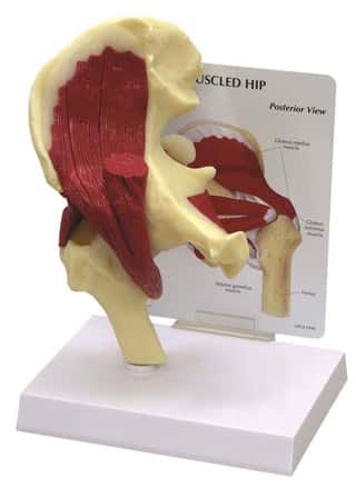 Rudiger Anatomie Hip and Hip Joint Laminated Anatomy Chart | Anatomy ...