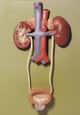 Denoyer-Geppert Free Standing Urinary System Anatomy Model | Anatomy ...