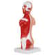 Axis Scientific 14-Part Micro Torso Anatomy Model | Anatomy Warehouse