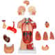 Axis Scientific 14-Part Micro Torso Anatomy Model | Anatomy Warehouse
