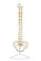 Anatomy Warehouse, The Home of Axis Scientific | Find All Axis ...