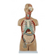 Axis Scientific 18-Part Premium Unisex Life-Size Torso | Anatomy Warehouse