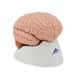 Denoyer-Geppert Giant 4 Part Brain Anatomy Model | Anatomy Warehouse
