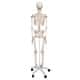 3B Scientific Classic Stan Human Skeleton Anatomy Model | Anatomy Warehouse