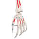 3B Scientific Max The Muscle Skeleton Anatomy Model | Anatomy Warehouse