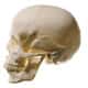 SOMSO Child Skull - 6 Years | Anatomy Warehouse