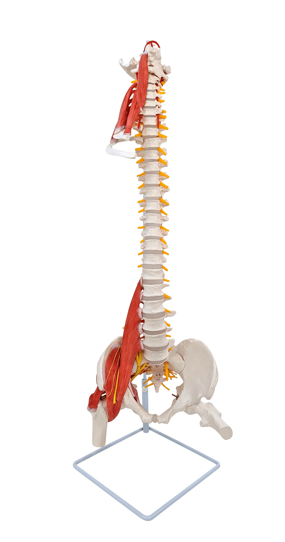 Axis Scientific Life-Size Human Spine with Vertebrae, Nerves, Pelvis ...