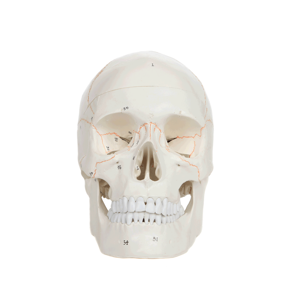Axis Scientific 3-Part Life-Size Human Skull Numbered Anatomy Model ...